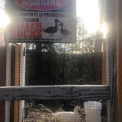 Funny Duck Sign Ducks Sign Duck Warning Sign Duck Coop Sign Duck Decor ...