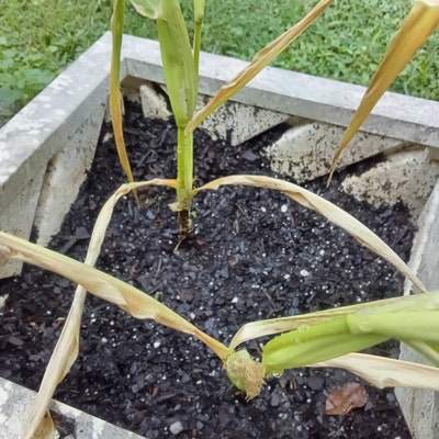 Live Pomegranate Tree Seedling Grow Your Own Pomegranate Tree 1 ...