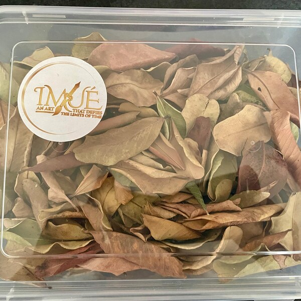 INCENSE Leaves of the Golden Dragon sacred Carob Tree - Etsy