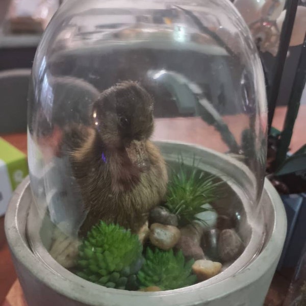 Real Little Yellow Duck Specimen Collectibles Study, Special Gifts Kids ...