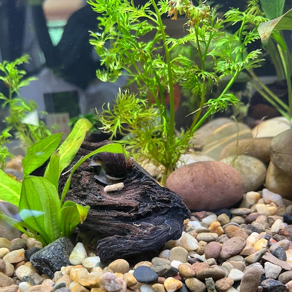 Aquatic Snail Food Mix With CALCIUM, Shrimp, Crayfish, Snails, Fish ...