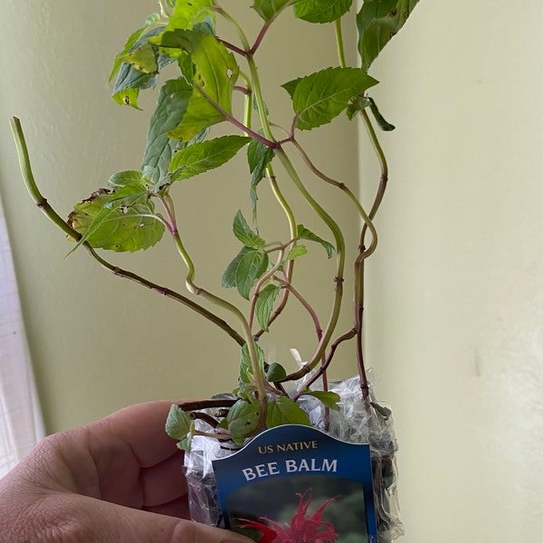 25 Poke Seeds - Etsy