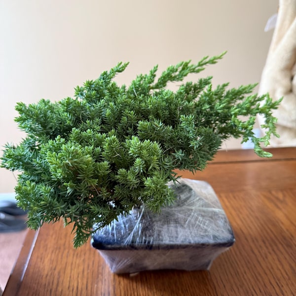 Orchid Plant LIVE Dendrobium Alice Iwanaga | Rare BLOOMING SIZE Indoor ...