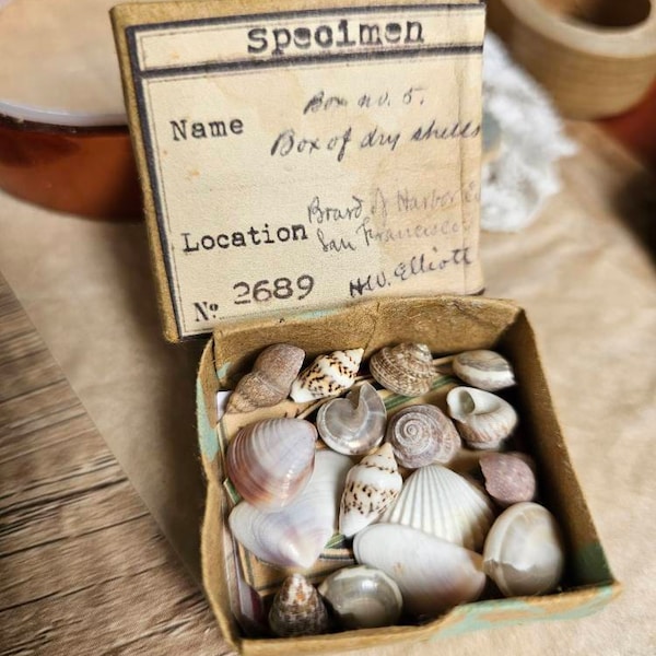Tiny Shell Mix, Craft Seashells, Beach Decor, Aquarium Shells, No Dyed ...