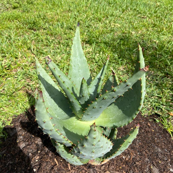 Specimen 5g Aloe Esculenta,rarely Seen Aloe of Angola. Gorgeous ...
