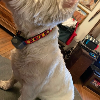 Invisible Fence Mechanism, Fence Collar, Personalized Dog Collar ...