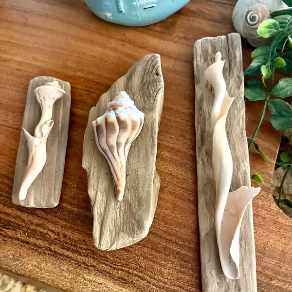 50 Assorted Jingle Shells From Cape Cod Beaches - Etsy