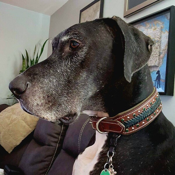 Blazingpaws Mariner 2 Inch Wide Thick Western Leather Dog Collar for ...