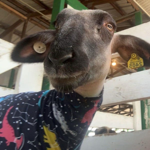 Aztec Western Lamb Leg Tubes - Etsy