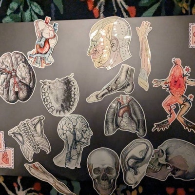 Antique Anatomy Stickers Pack. Vintage Anatomy Stickers, Vintage ...