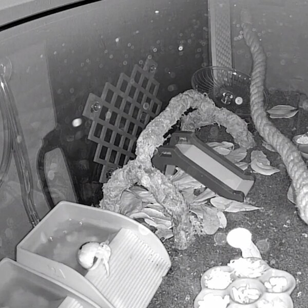 V6 Engine Ice Block 3D Printed Can Cooler 6 Can Ice Cooler Fathers Day ...