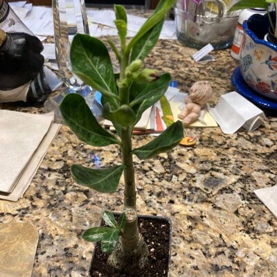 1 Grafted Doubleblack Purple Adenium Obessum/desert Rose Plant. 4-6 ...