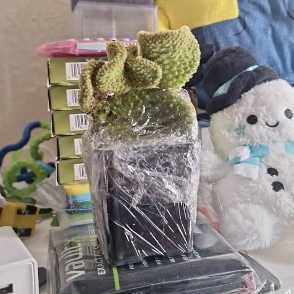 Golden Wavy Cactus, Swirl Cactus, Opuntia Microdasys Monstrosus, Small ...