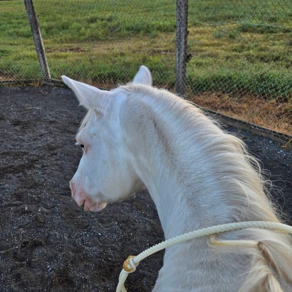 Lariat Liberty Horse Sliding Neck Ring Cordeo for Bridleless Riding ...