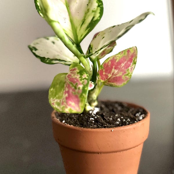 Philodendron Birkin Galaxy Starter Plant (ALL STARTER PLANTS Require ...