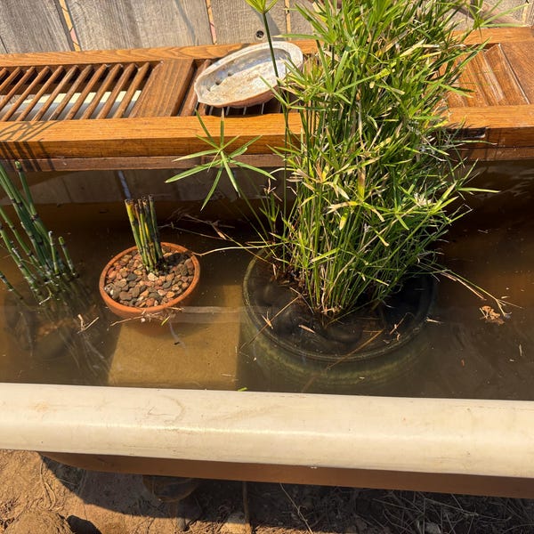 5 Stem Bundle Liriope 'variegated' Monkey Grass, Liriope Muscari Bare ...