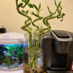 Set of 5 Curly Spiral Lucky Bamboo at 30 Inches, 24 Inches, 18 Inches ...