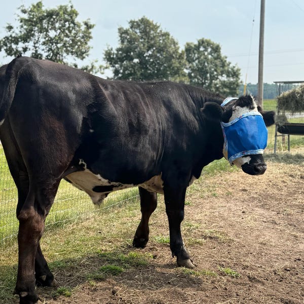 Goat/sheep Fly Masks - With & W/o Horns - Dual Adjustable - Made to ...