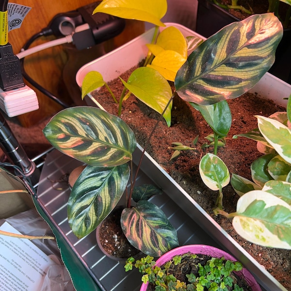 RARE Monstera Obliqua Peru Plant in a Nursery Pot SAME Pot as Images US ...