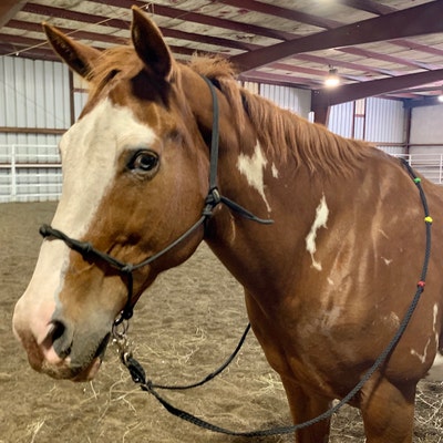 Lesson Reins, Pony Lesson Reins, Horse Lesson Reins - Etsy