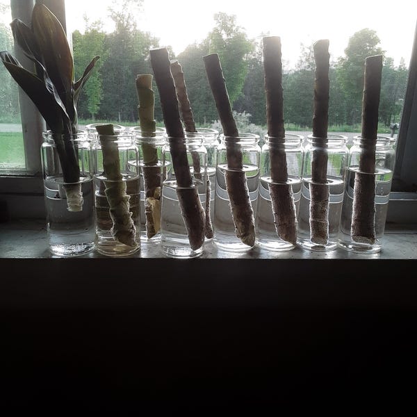 Varied Lot of 5/10/20/50 Red Ti Plant Cordyline Terminclis Cuttings ...