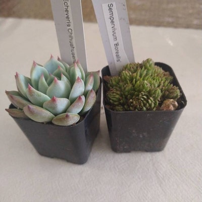 Senecio Radicans'string of Fish Hooks' Rare Succulent Plant - Etsy