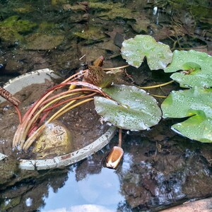 Large 6 Hydrocotyle Vulgaris Money Plant Copper Coin Plant Lucky Plant ...