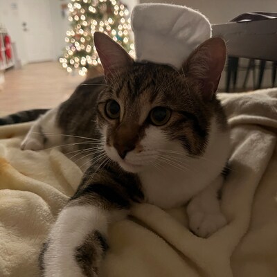 Chef Hat for Cats - Etsy