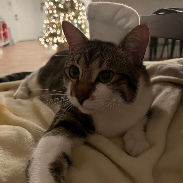 Chef Hat for Cats - Etsy