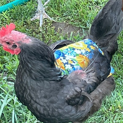 Mermaid Chicken Tutu - Etsy