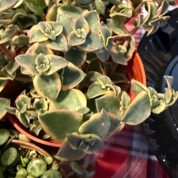 Variegated Baby Sun Rose, Ice Plant, Pink Succulent, Rare Plant in 2 ...