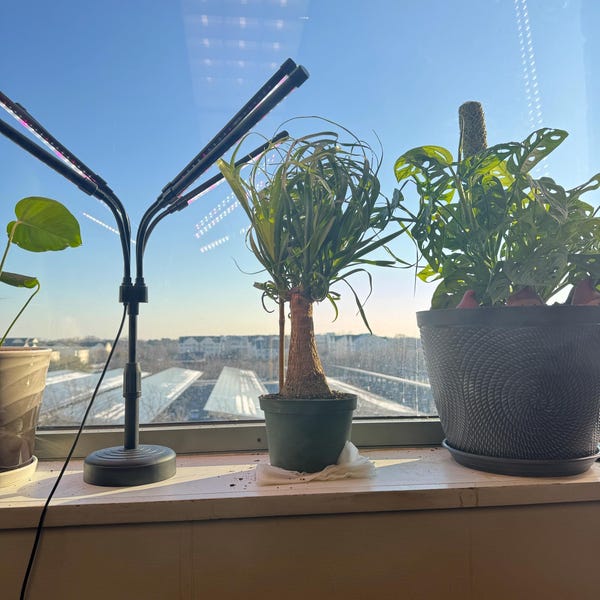 FOSTER 4-pack LIVE 4 Inch Kalanchoe, Blooming Houseplant, Gardening ...