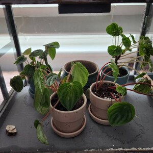 Peperomia Dragon Skin Starter Plant ALL STARTER PLANTS Require You to ...