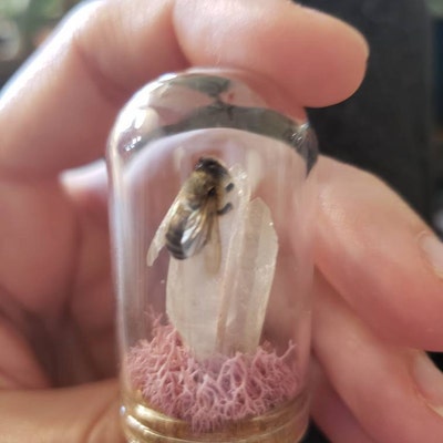 Velvet Spider Sticker 3.5 Inch Glossy Sticker Ladybird - Etsy