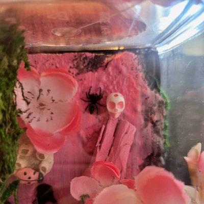 Jumping Spider Enclosure for Slings & Small Spiders - Etsy