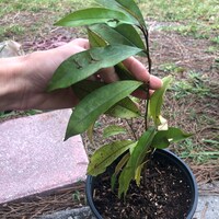 Grafted Mango Trees - Etsy