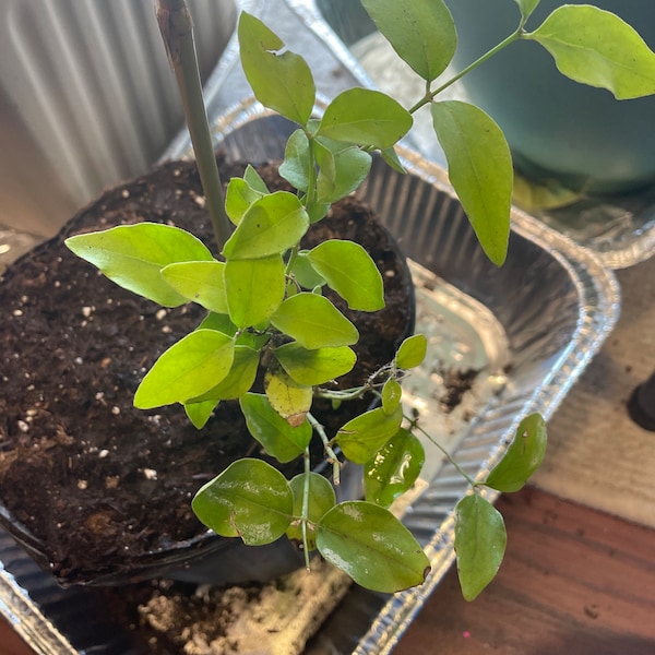 Murraya Paniculata,orange Jasmine Live Plant Well Rooted 6” Tall in 4 ...