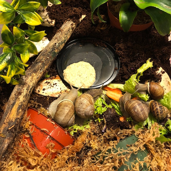 Wild Caught Wormer Snail Food - Protein Based Snail Food - Etsy