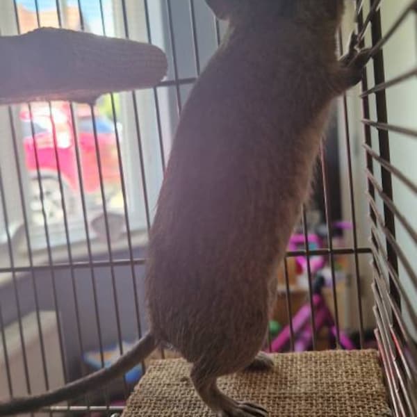 Degu Corner Shelf - Pet Toy, Degu, Rat, Gerbil, Hamster Cage Accessory ...