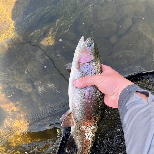 4 - Chocolate Midge Emerger. Midges and Emergers. Foam Wing. Fly ...