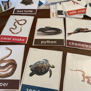 Money Flash Cards, 17 Montessori Cards, US Coins, Memory Games, 3 Part ...