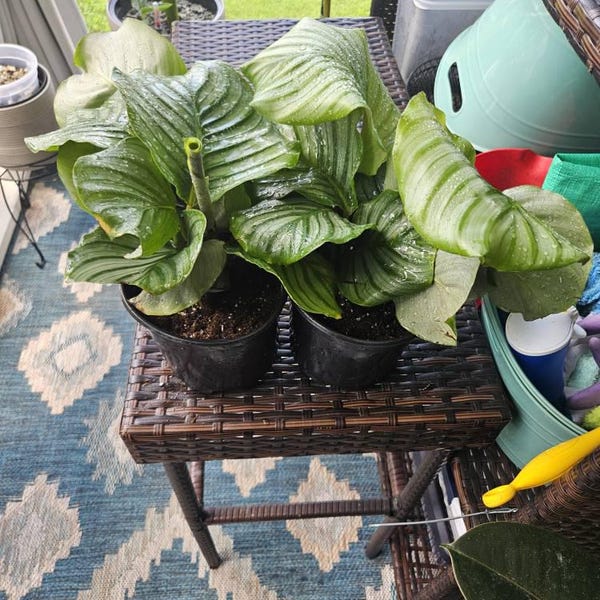Hunter's Venom African Violet Live Plant, Young Starter in a 4" Pot ...
