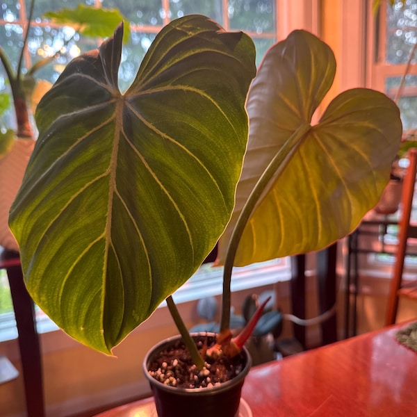 4" African Violet “cabbage Patch” - Etsy