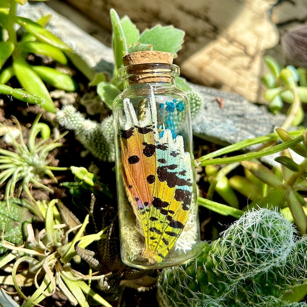 Unspread Madagascar Sunset Moths// A1/A1 Chrysiridia Rhipheus ...