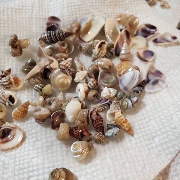 Bulk Haitian Tree Snail Shells (candy Snail Shells) Rainbow Hermit Crab ...