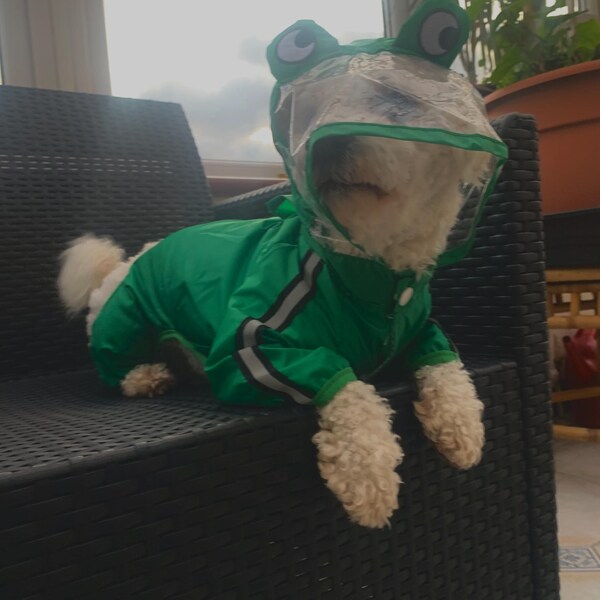 Adorable Christmas Reindeer Pet Costume, Festive Pet Outfit, Holiday ...