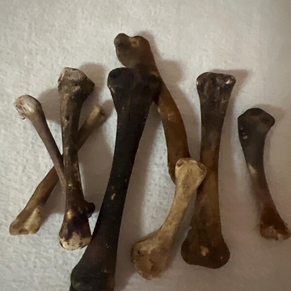 Aged Bone Set for Divination - Throwing Bones Set - Bones for Craft ...