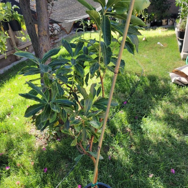 Dwarf Marina Strawberry Tree-1ft Tall Ship in 6" Pot - Etsy