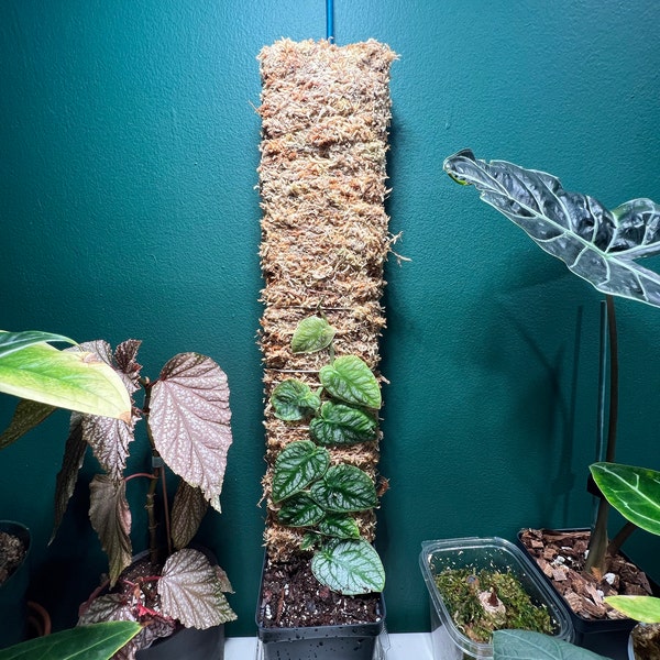 Cedar Moss Pole Board for Shingle Plants, Sphagnum Moss Pole, 9in 18in ...