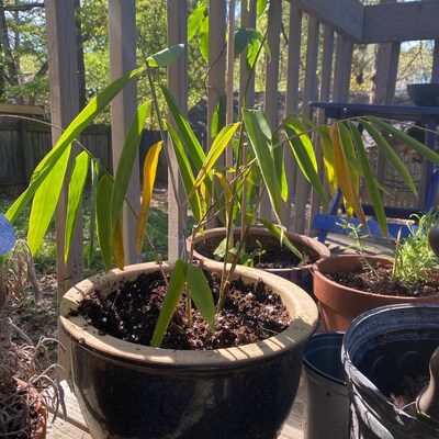 Tropical Blue Bamboo Bambusa Chungii NON-INVASIVE, CLUMPING - Etsy